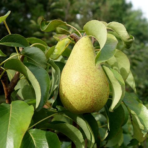 Pear Trees For Sale Dwarf Vigorous And Trained Ornamental Trees