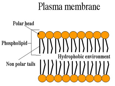 Plasma Membrane Simple Diagram