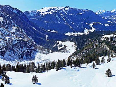 Spring Atmosphere In The Alpine Coniferous Forests And Among The Evergreen Trees On The Slopes