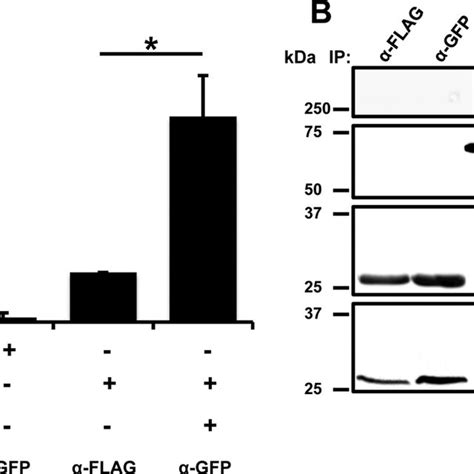 Modeling Pka Phosphorylation Of Shp2 A Schematic Representation Of