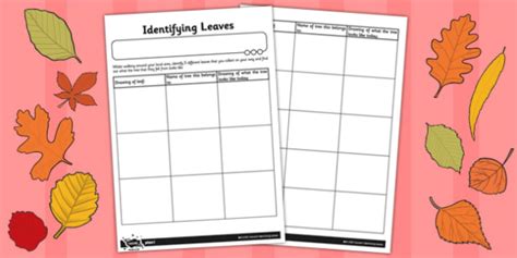 Identifying Leaves Worksheet Teacher Made