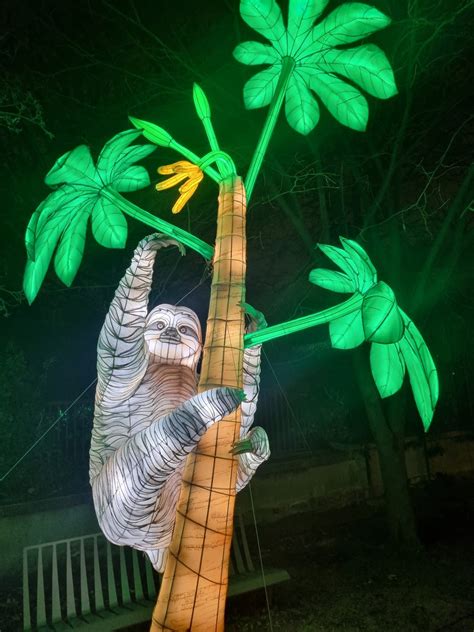 Jungle En Voie Dillumination Blog Projet Cartylion