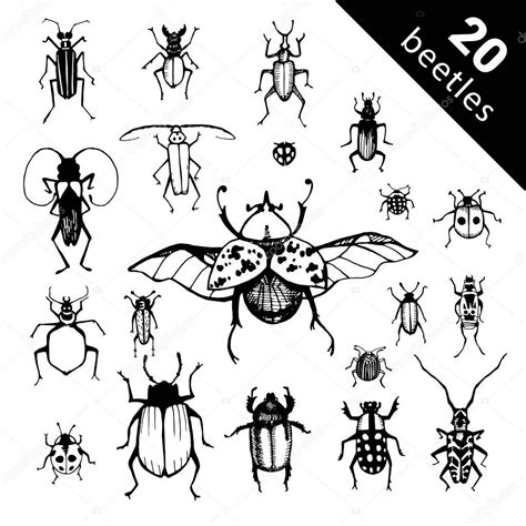 Especies de insectos y escarabajos exóticos iconos colección de