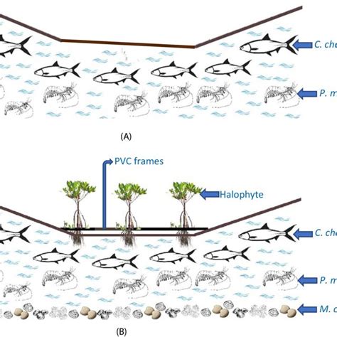 schematic representation of the species distribution in a control