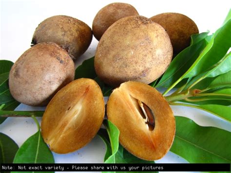 Sapodilla Sawo Manila Tree Manilkara Zapota