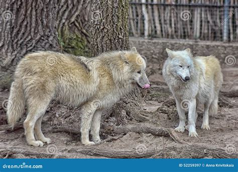 Two White Wolf Stock Image Image Of Couple Hunt North 52259397
