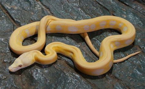 Citrus Albino Motley Tiger Platinum Reticulated Python