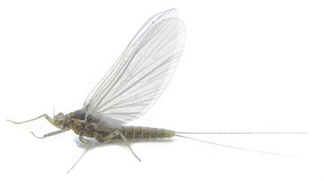 Yakima River Blue Wing Olive
