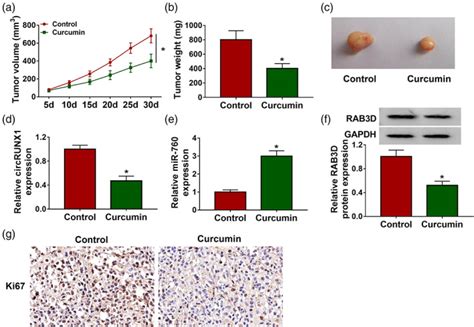 Curcumin Suppresses Lung Cancer Progression Via Circrunx1 Mediated Mir
