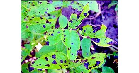 Влажното време активира алтернарията Български Фермер