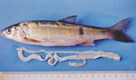 A Plerocercoid Of Ligula Interrupta Rudolphi 1810 From A Japanese Dace