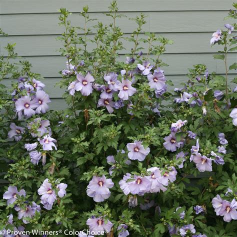 Azurri Blue Satin® Rose Of Sharon Plant Addicts