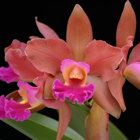 Rlc Akiko Sato Volcano Queen Flask Cattleya Clone Sell House