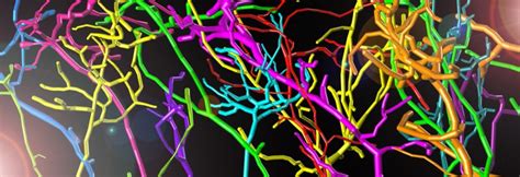 Bigneuron Project Launched To Advance 3d Reconstructions Of Neurons Allen Institute