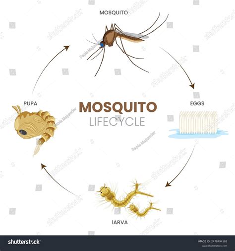 6 Dengue Lifecycle Stock Vectors And Vector Art Shutterstock