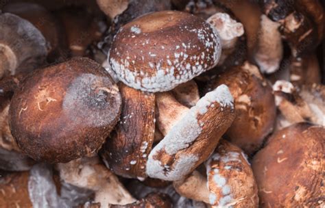 Mushroom Mold How To Know If Your Mushrooms Are Contaminated Third Wave