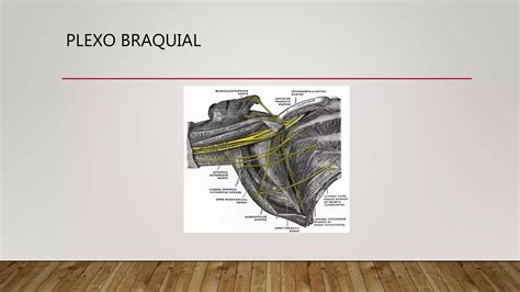 Les Es Do Plexo Braquial Ppt