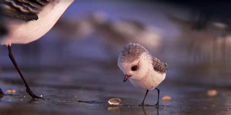 Piper Pixar Wallpapers Wallpaper Cave
