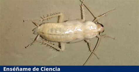 Cucarachas Blancas ¿por Qué Debería Preocuparme Si Encuentro Una En Mi