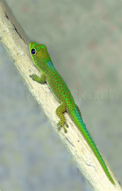 Phelsuma Pasteuri • Taggeckos Der Gattung Phelsuma