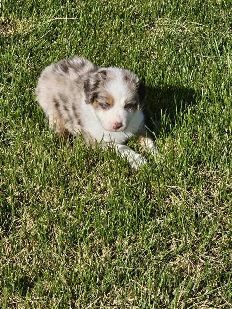 Adopt Australian Shepherd Adopt Dogs And Cats On Puppiesnation