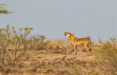 Indian Grey Wolf Ghosts Of The Grasslands