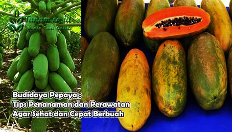 Budidaya Pepaya Tips Penanaman Dan Perawatan Agar Sehat Dan Cep