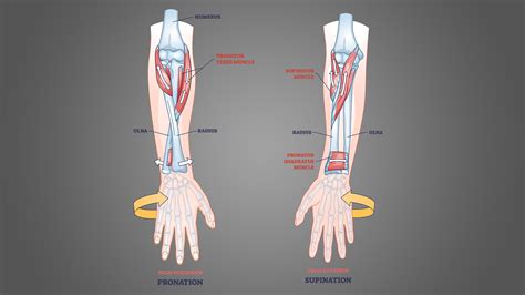 What Is Forearm Supination At Hilda Connor Blog