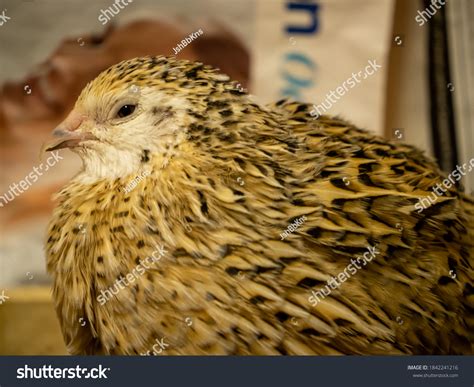 Italian Coturnix Quail Photos And Images And Pictures Shutterstock