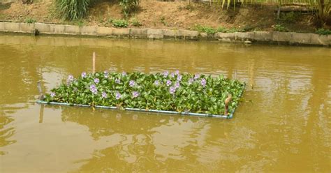 Installation d un système de phytoépuration comment faire Aquatiris