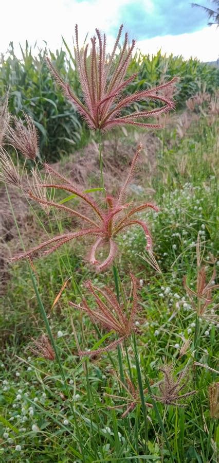 Wild Grass Chloris Barbata On Corn Field Stock Image Image Of Wild Barbata 260088513