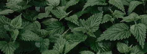 荨麻背景下绿荨麻叶的全帧图像