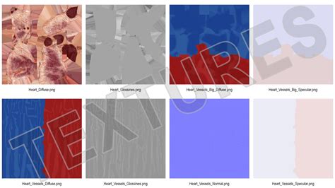 인간의 심장 모델 3d 모델 49 3ds Blend C4d Fbx Ma Obj Max Free3d