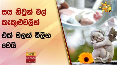 සය නිවුන් මල් කැකුළුවලින් එක් මලක් මිලින වෙයි Hiru News Youtube