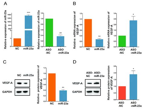 Ginsenoside Rg1 Reduces Mir 23a Expression A Quantitative Analysis