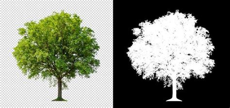 Tree Overlay Stock Photos Images And Backgrounds For Free Download