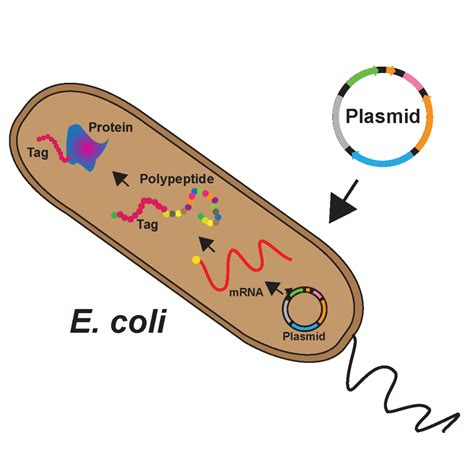 Bacterial Expression Affinity Tagging Codon Optimization Apheon