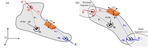 Figure 1 From Wearable Inertial Sensors Based Joint Kinetics Estimation Of Lower Extremity Using