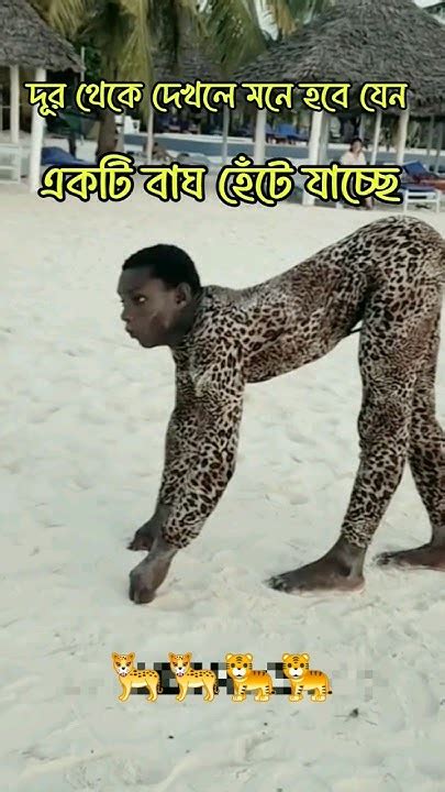 দূর থেকে দেখলে মনে হবে যেন একটি বাঘ হেটে যাচ্ছে 🐆🐆🐅🐅 Trending Shorts