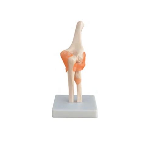 Medical Education Anatomy Life Size Human Skeleton Knee Joint