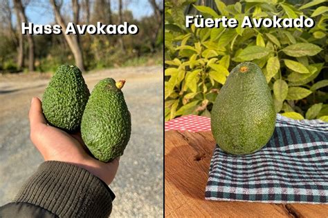 Hass Ve Füerte Avokado Karşılaştırması Hangisi Daha İyi Avokadocu Ayşe