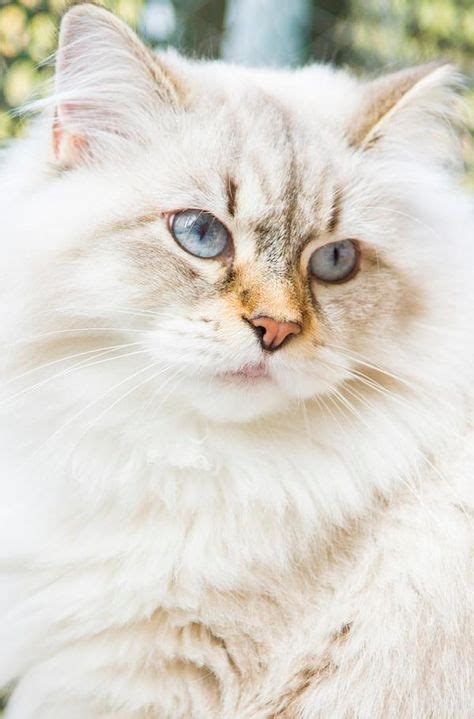 Les Plus Belles Chattes Que Je Connaisse