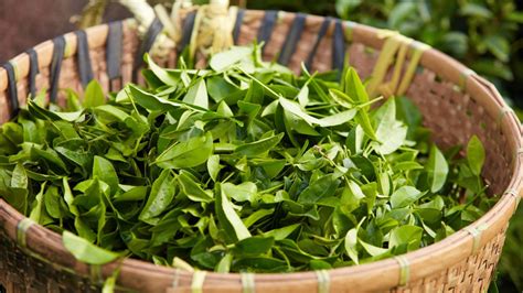 Herbata Cejlońska Dowiedz Się Więcej O Herbacie Ze Sri Lanki Azja