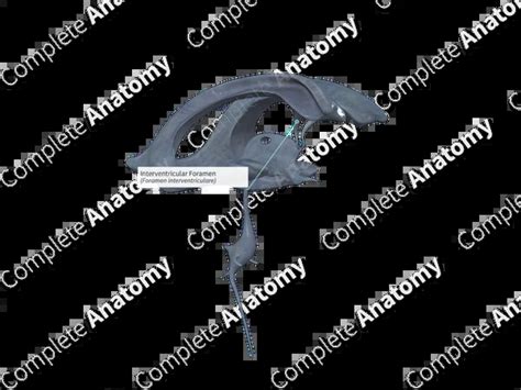 Interventricular Foramen Complete Anatomy