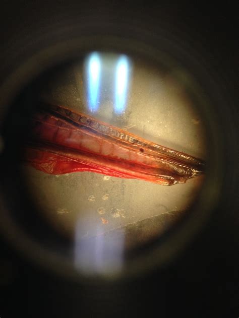 Grasshopper Putting Biology Under The Microscope