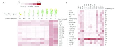Expression Pattern Of Genes Encoding The Identified Proteins In
