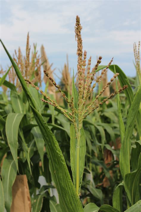 2023 Corn Inbred Lines Release Co484 Agriculturecanadaca