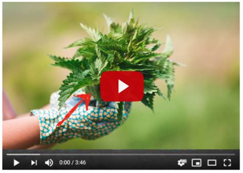 Doctors Prostate Shrinking Weed Fixes A Swollen Prostate And Pee Problems