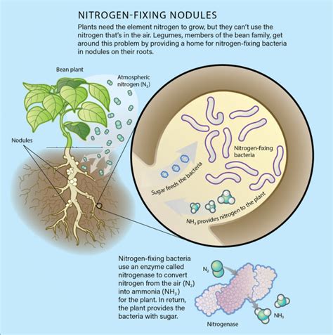 What Is Nitrogen Fixation How Does It Take Place At Margaret Aguirre Blog