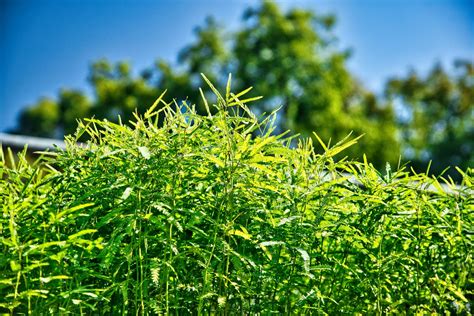 De Misiones A Córdoba 100 Mil Plantines Para Reforestar Zonas